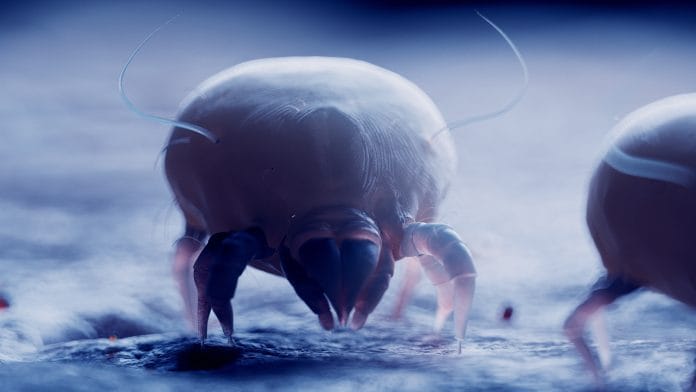 Les piqures d'acarien - ETD Guide